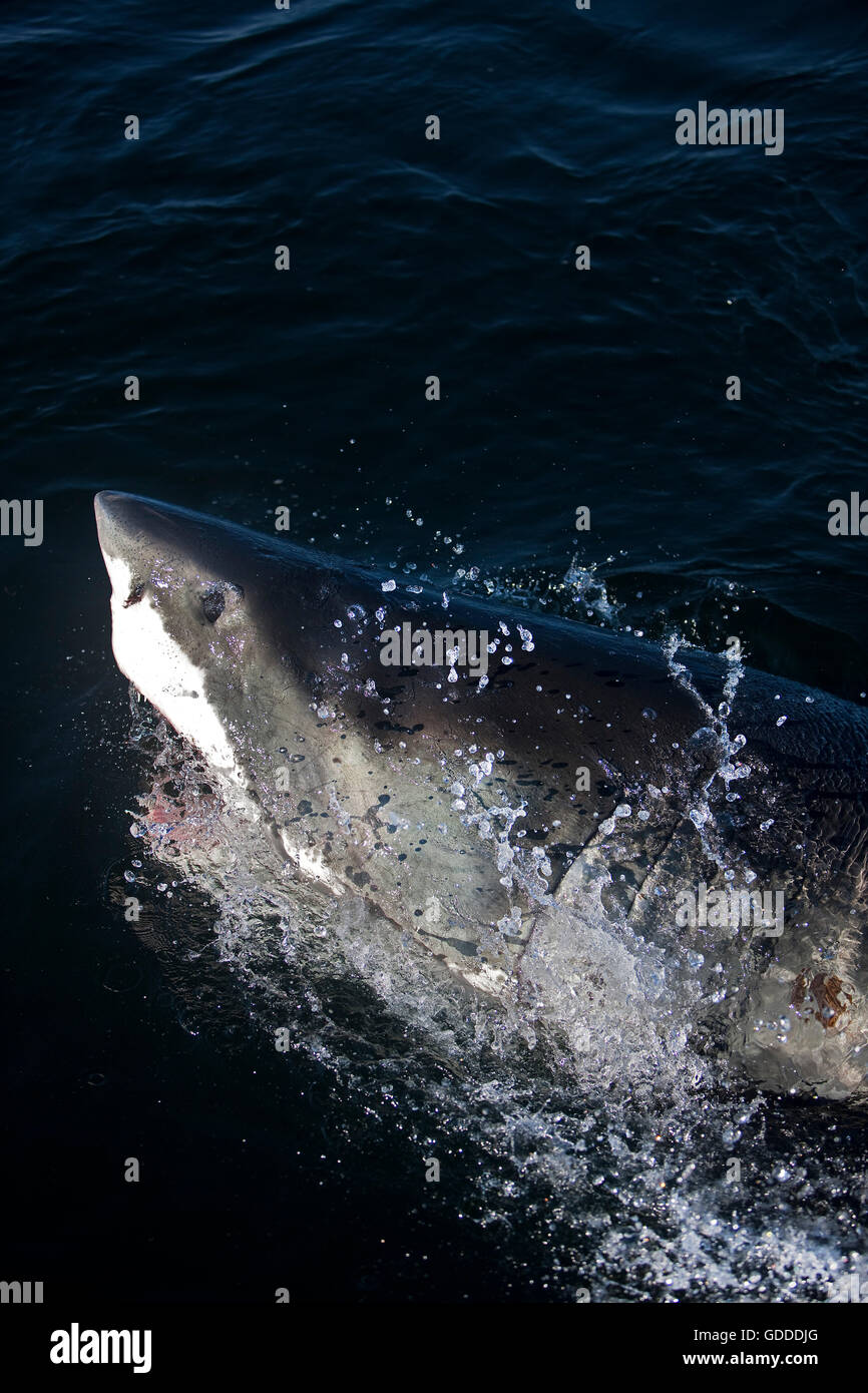 Great White Shark, carcharodon carcharias, False Bay in South Africa ...