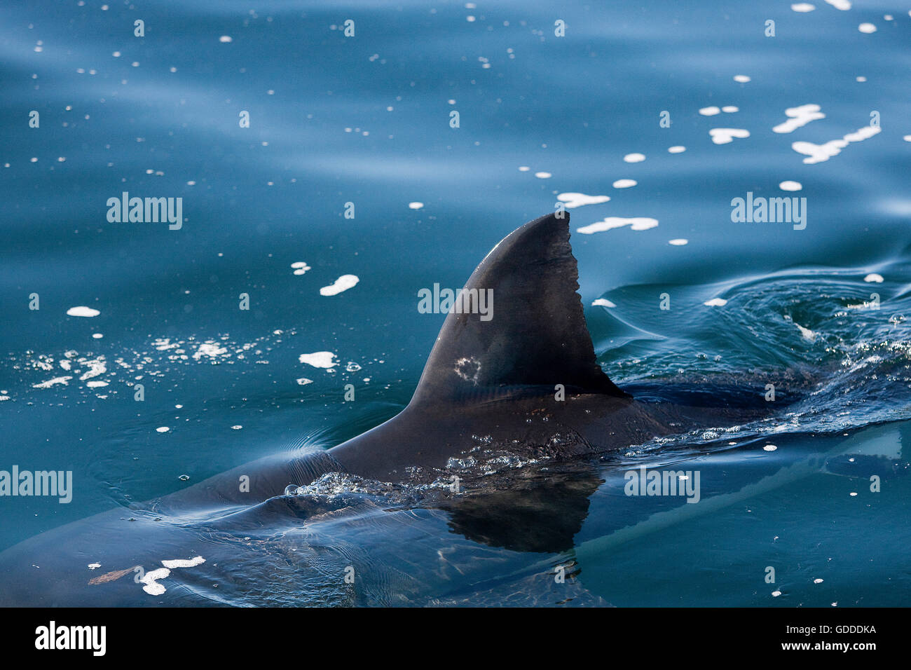 Great white shark with other fish hi-res stock photography and images ...