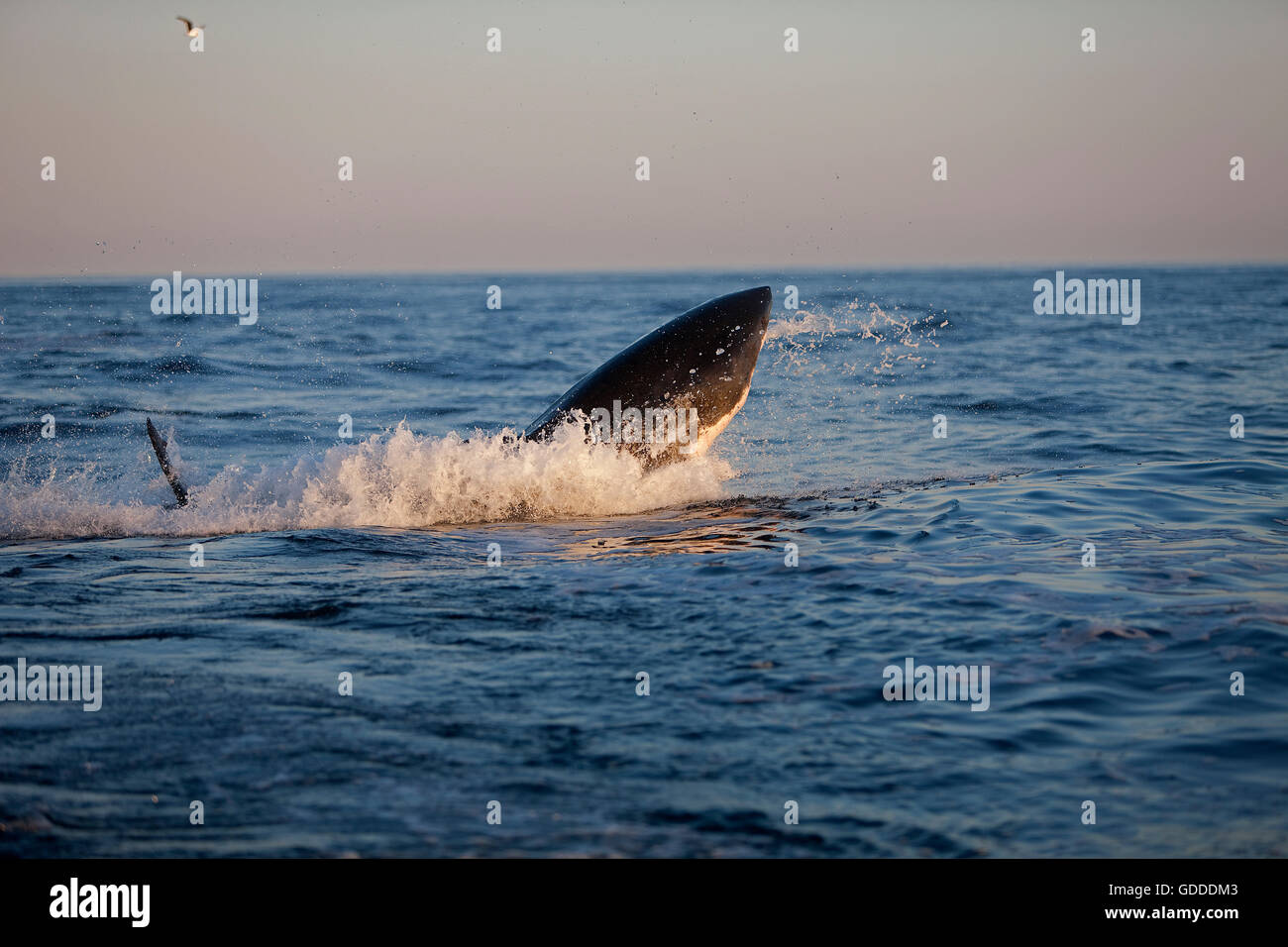 Great white shark with other fish hi-res stock photography and images ...