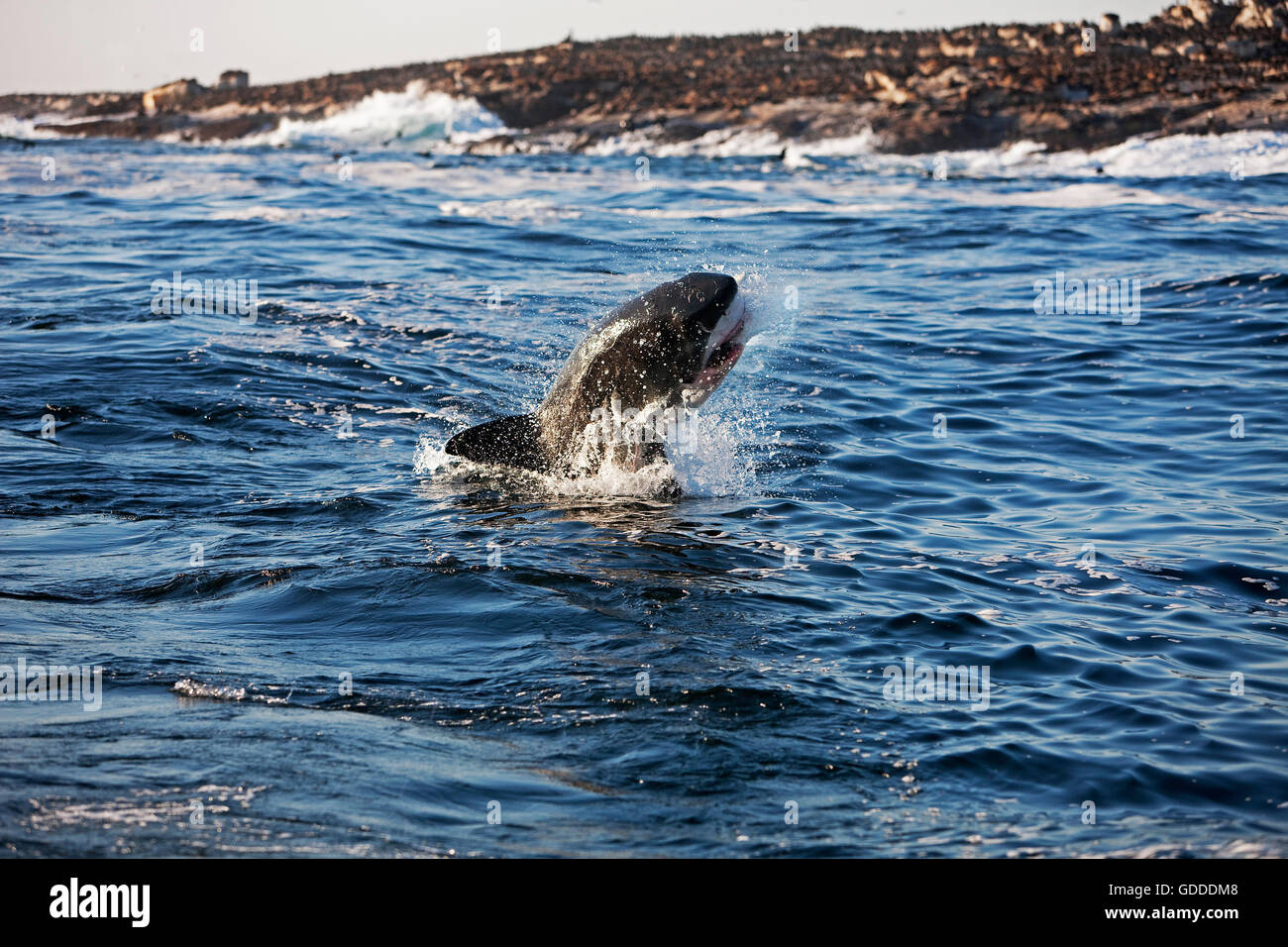 Great white shark with other fish hi-res stock photography and images ...
