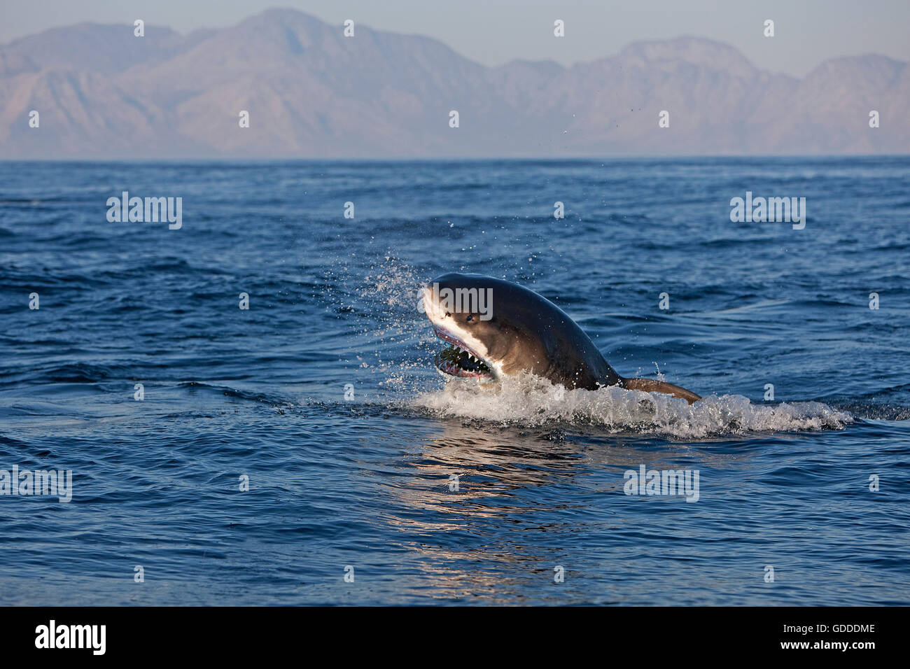 Great white shark with other fish hi-res stock photography and images ...