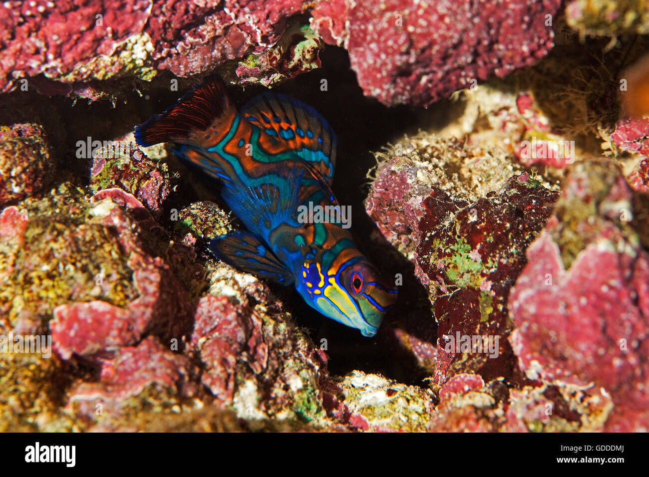 Synchiropus splendidus hi-res stock photography and images - Alamy