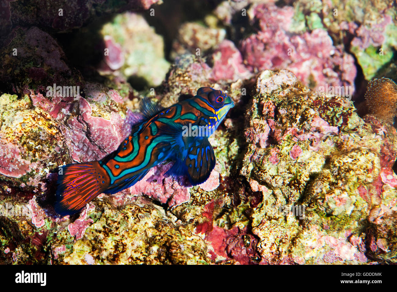 Pterosynchiropus splendidus hi-res stock photography and images - Alamy