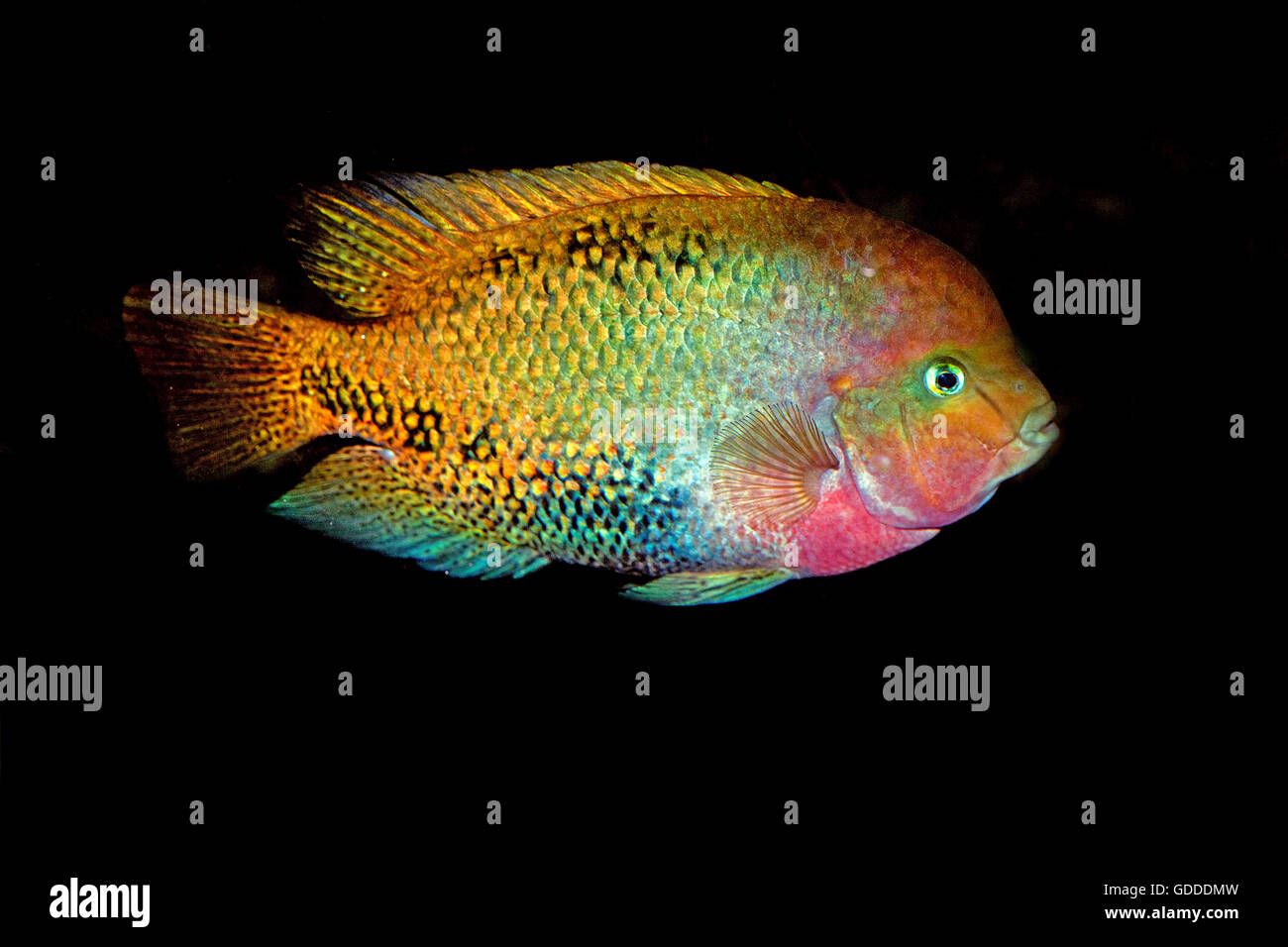 RED-HEADED CICHLID cichlasoma synspilum, ADULT Stock Photo - Alamy
