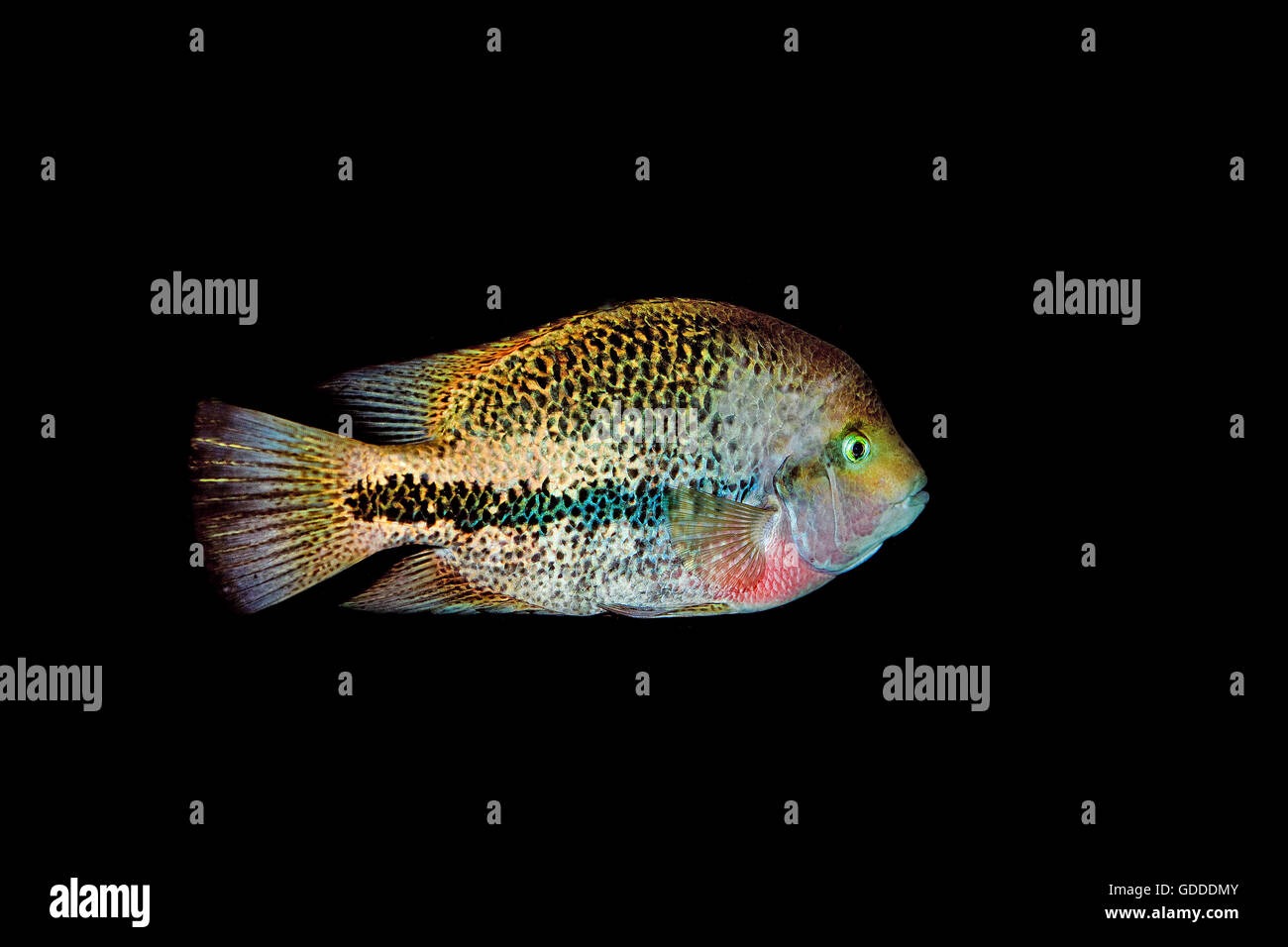 RED-HEADED CICHLID cichlasoma synspilum AGAINT BLACK BACKGROUND Stock ...