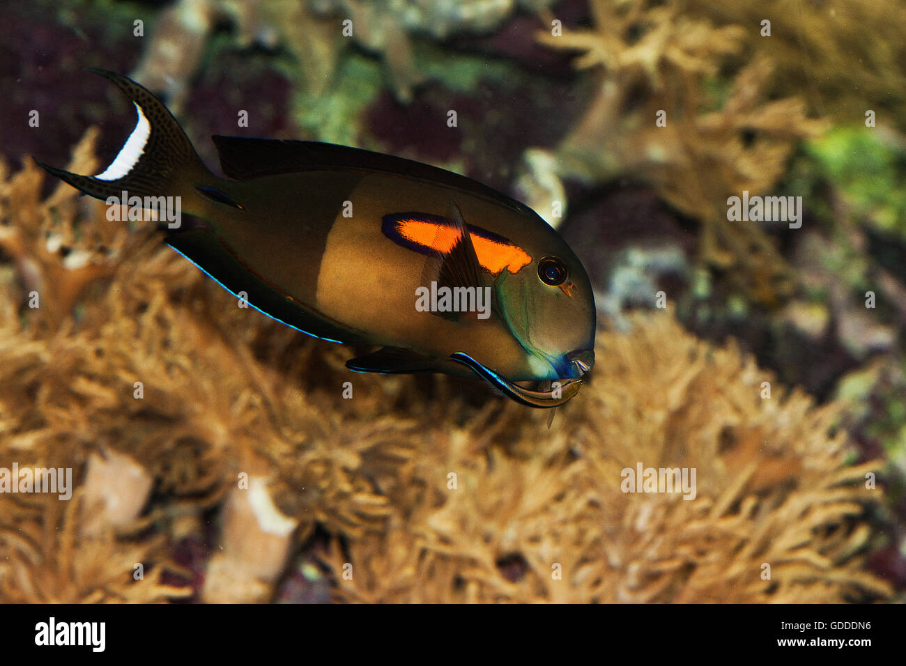 ORANGEBANK SURGEONFISH OR ORANGESPOT SURGEONFISH acanthurus olivaceus ...