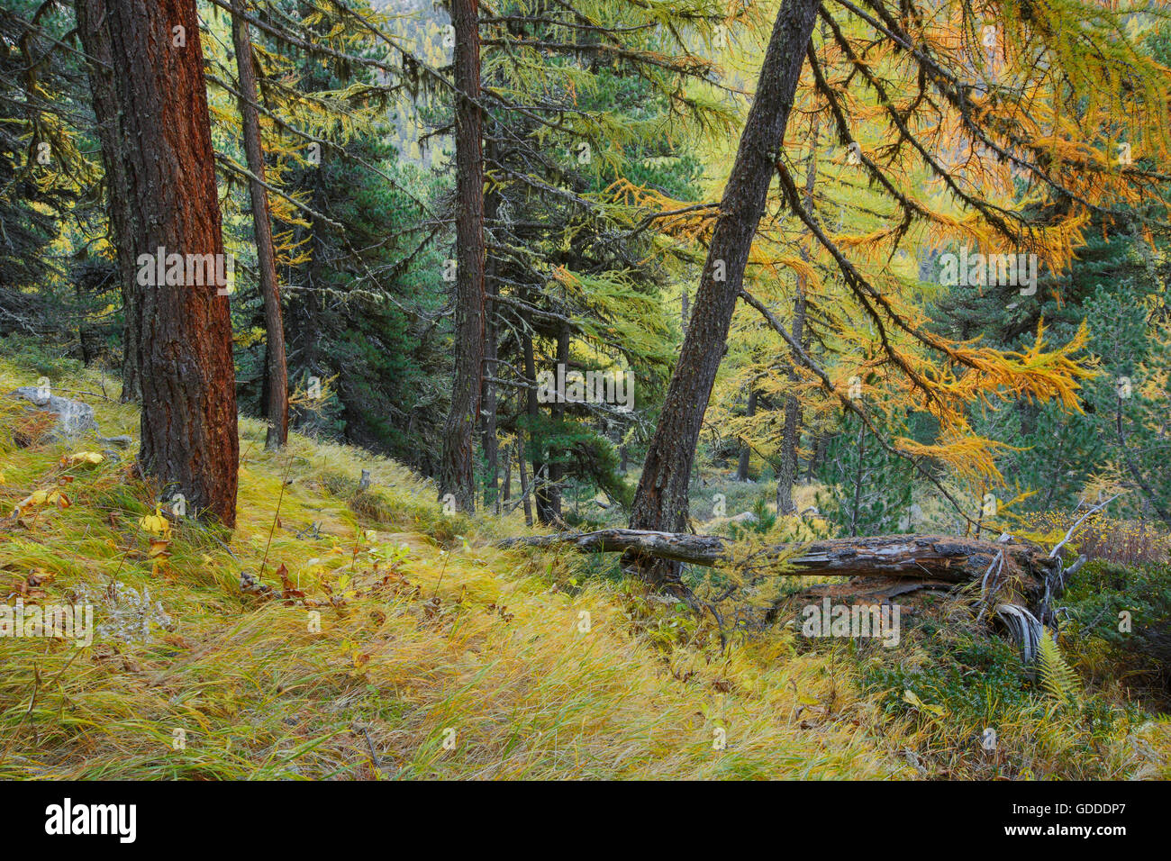 Swiss Pines Forest High Resolution Stock Photography and Images - Alamy