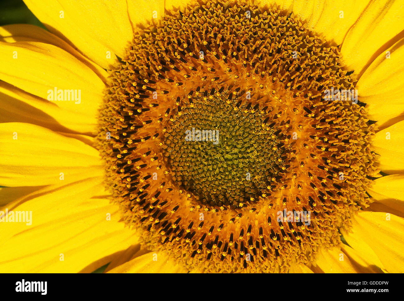 Helianthus hi-res stock photography and images - Alamy