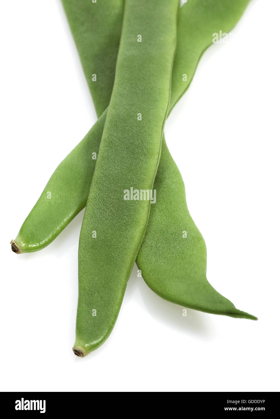 French Beans called Coco Plat, phaseolus vulgaris, Beans against White ...