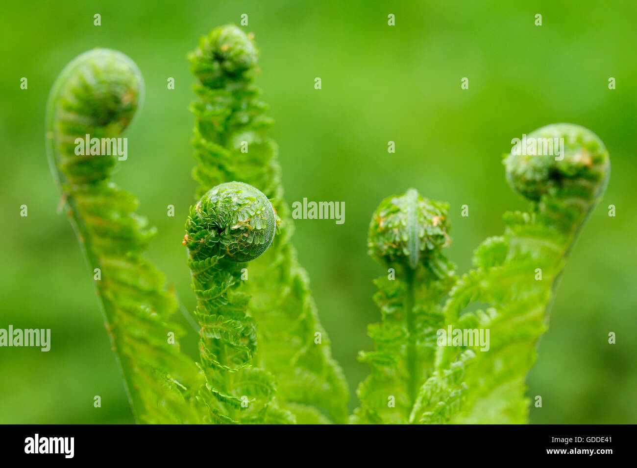 Rolled up fern leaf hi-res stock photography and images - Alamy