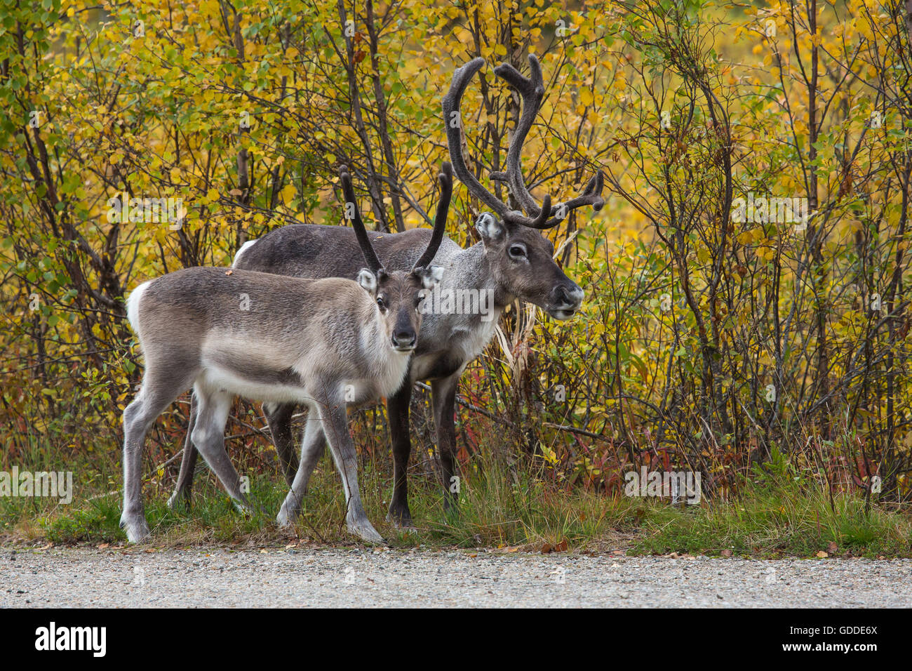 Europe,Finland,autumn,autumn colors,Lapland,reindeers,Scandinavia ...