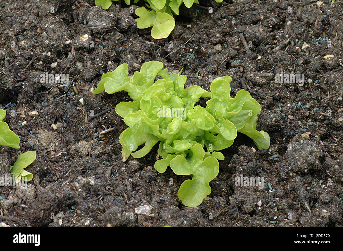 Batavia salad hi-res stock photography and images - Alamy