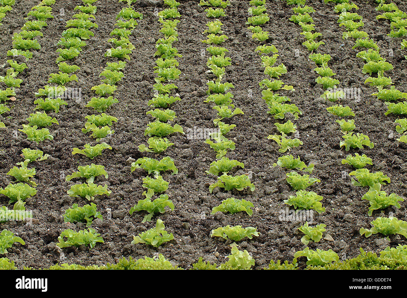 Batavia plants hi-res stock photography and images - Alamy