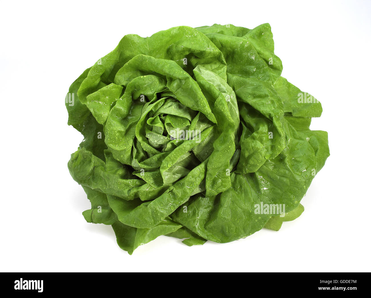 LETTUCE lactuca sativa AGAINST WHITE BACKGROUND Stock Photo - Alamy