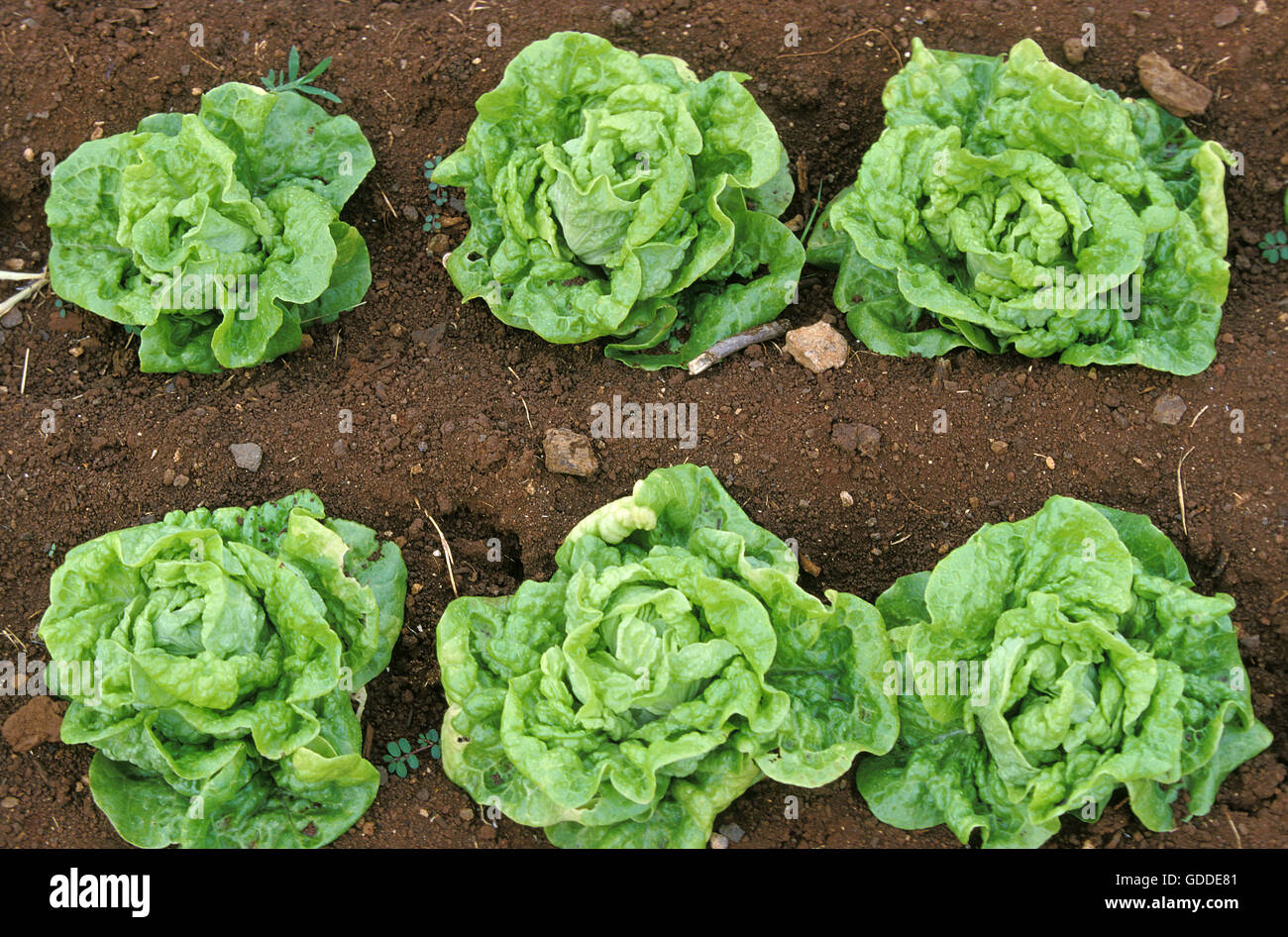 Lettuces at Vegetable Garden Stock Photo - Alamy