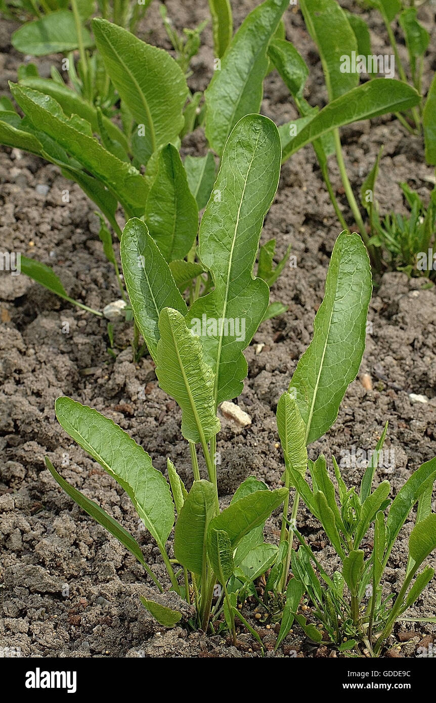 Armoracia Rusticana Stock Photos & Armoracia Rusticana Stock Images - Alamy