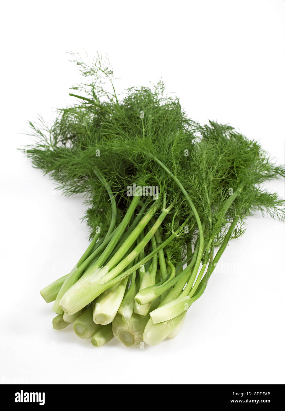 Little Fennel, foeniculum vulgare, Vegetable against White Background ...