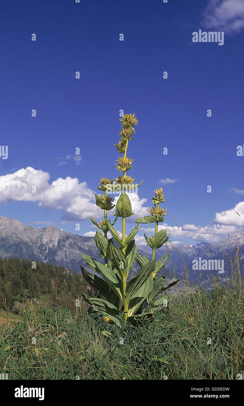 Gentiana lutea hi-res stock photography and images - Alamy