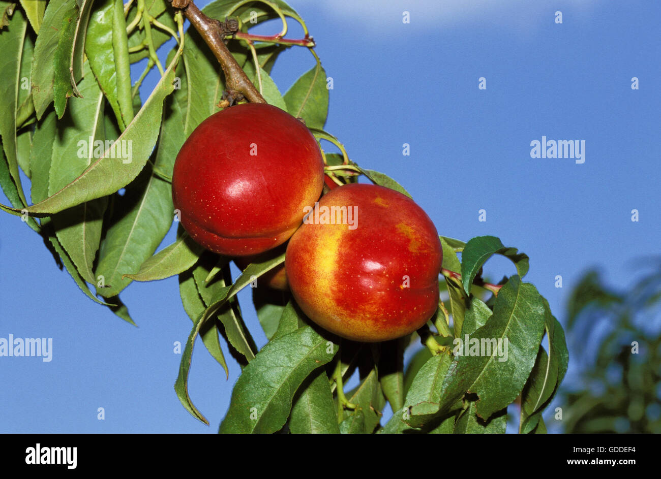 Nectarine images hi-res stock photography and images - Alamy