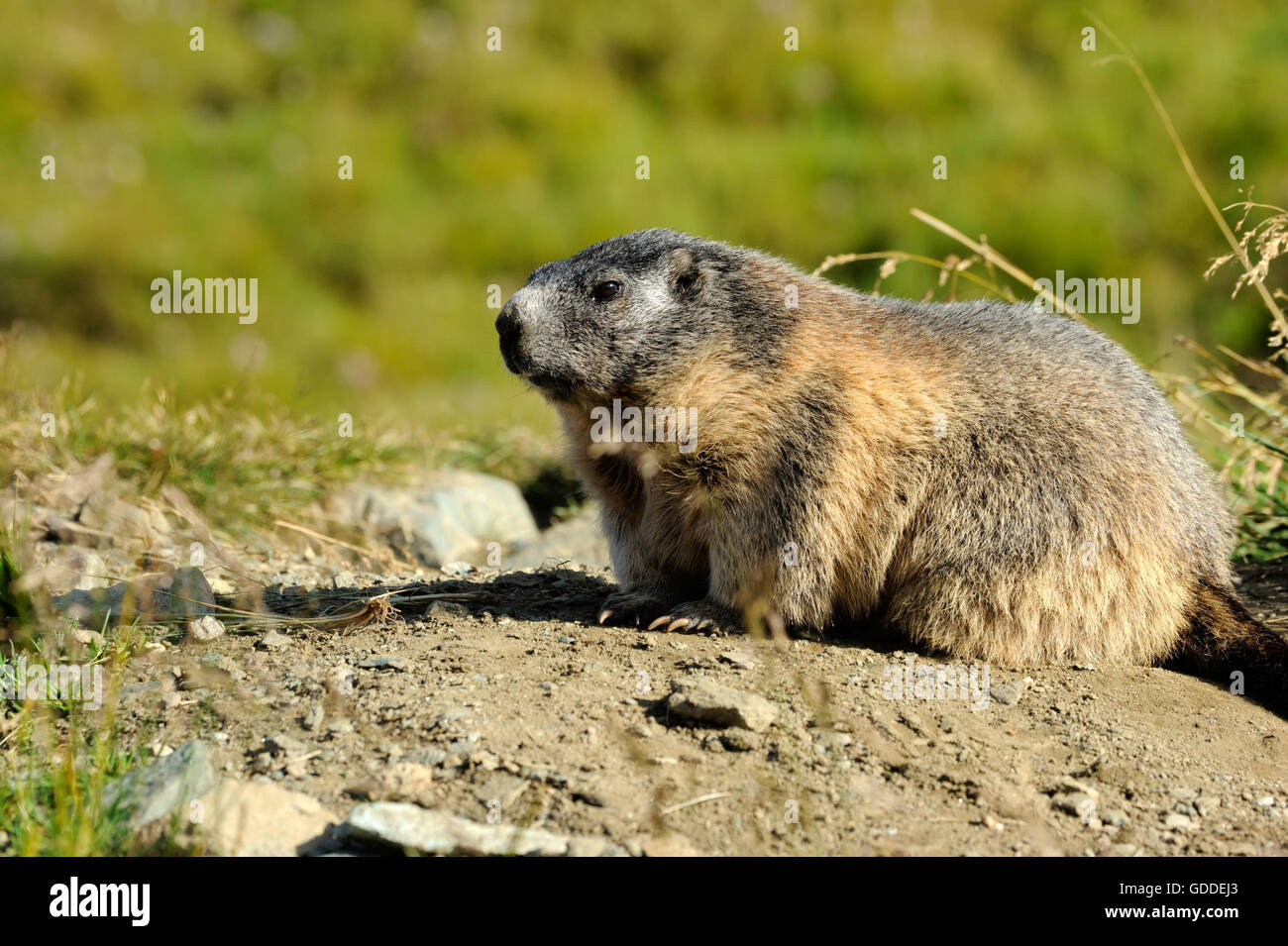 The groundhog hi-res stock photography and images - Alamy