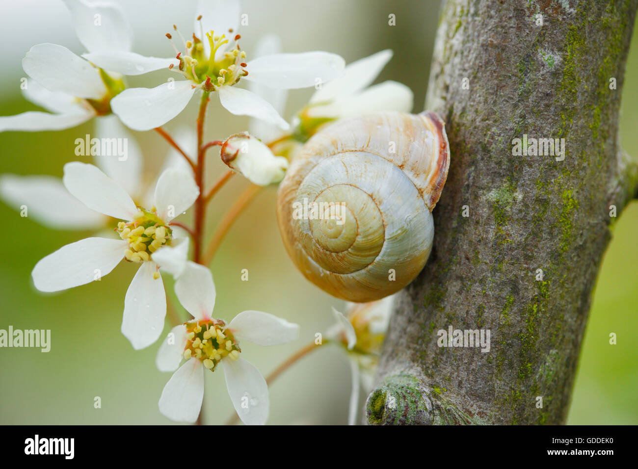 banded snail on tree Stock Photo - Alamy