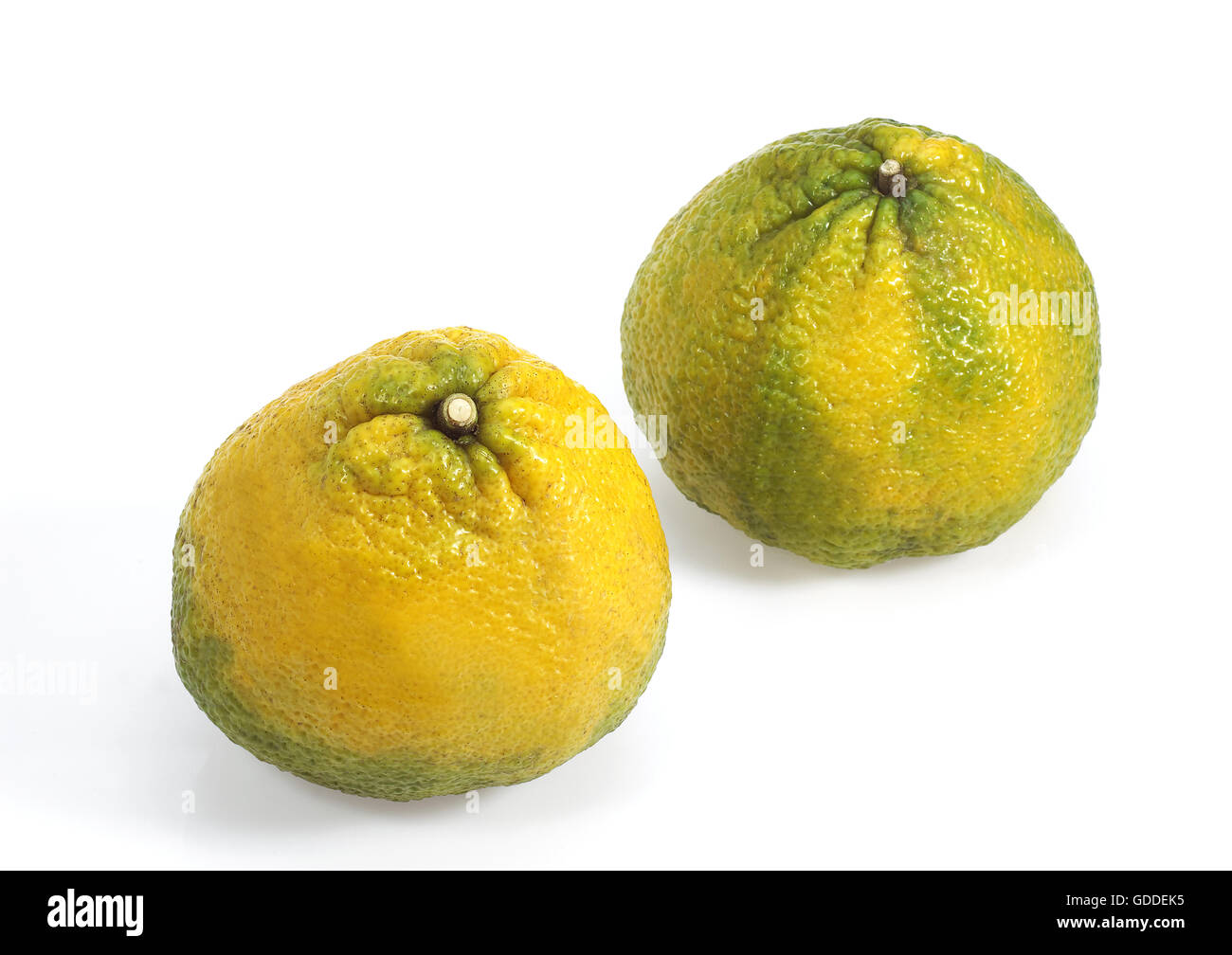 Ugly Grapefruit, citrus xtangelo, Fruits against White Background Stock ...