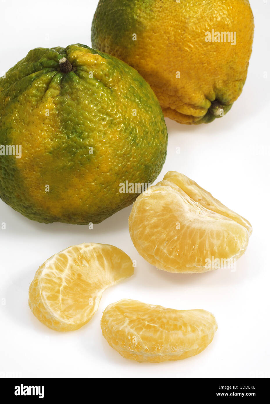 Ugly Grapefruit, citrus xtangelo, Fruits against White Background Stock ...