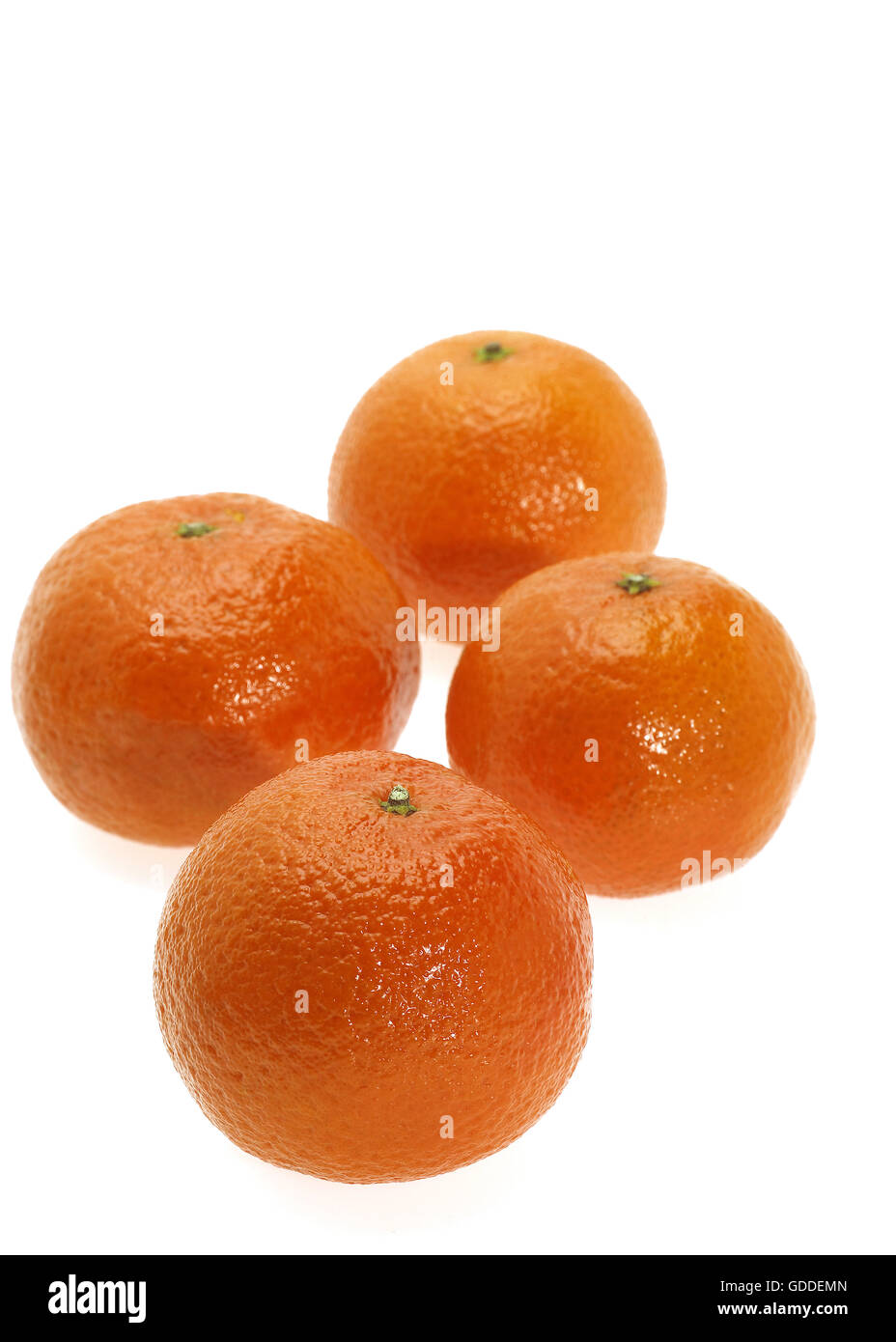 CLEMENTINE FRUIT citrus reticulata AGAINST WHITE BACKGROUND Stock Photo - Alamy