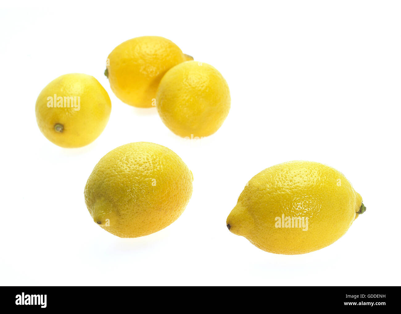 Yellow Lemons, citrus limonum against White Background Stock Photo - Alamy