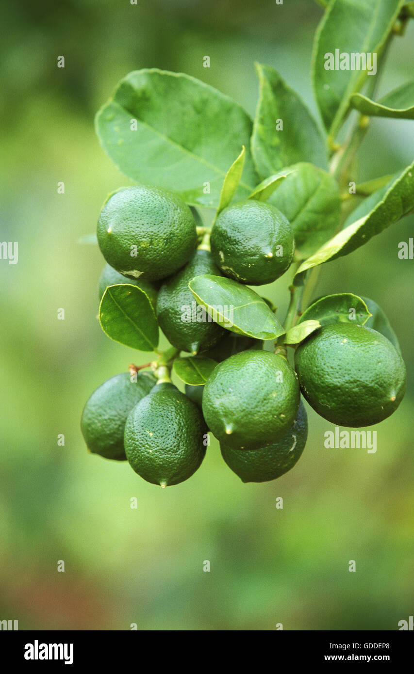 BRANCH OF LEMON TREE IN HAWAII Stock Photo - Alamy