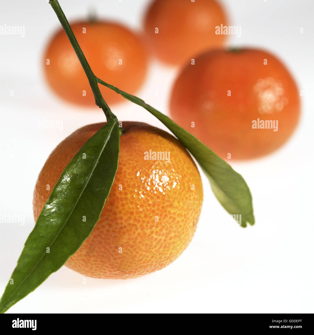 Clementine fruit hi-res stock photography and images - Alamy