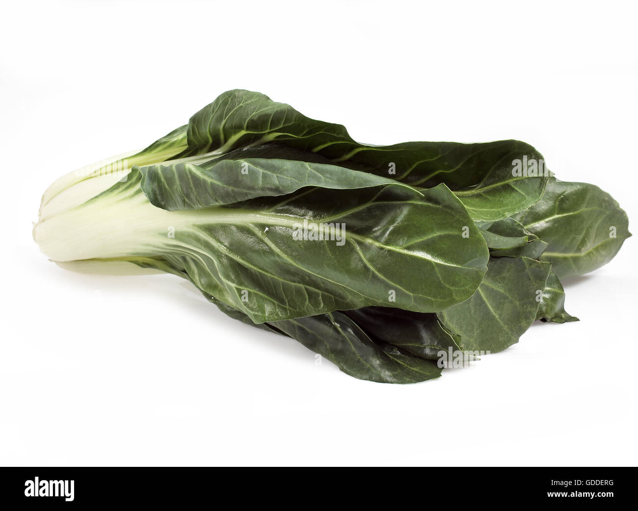 SWISS CHARD beta vulgaris, VEGETABLE AGAINST WHITE BACKGROUND Stock ...
