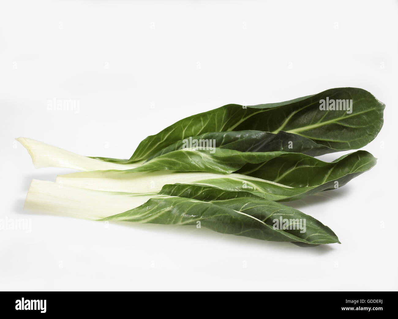 SWISS CHARD beta vulgaris, VEGETABLE AGAINST WHITE BACKGROUND Stock ...