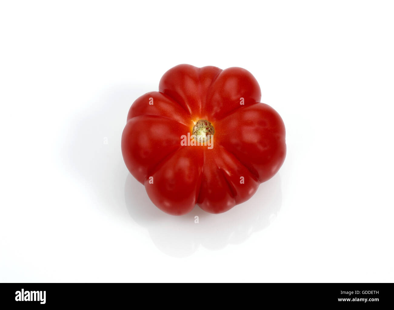 Camone Tomato, solanum lycopersicum against White Background Stock ...