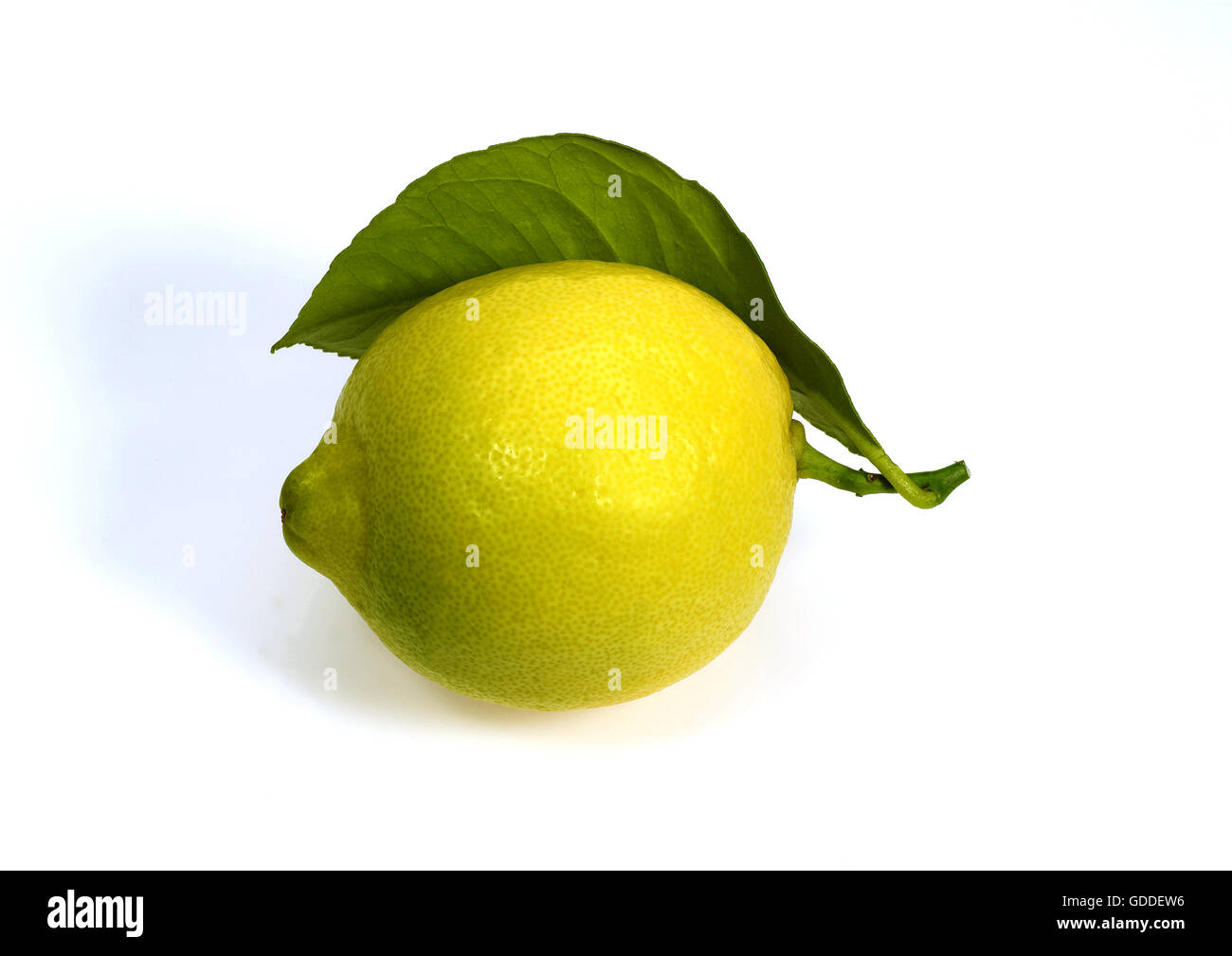 Citrus lemon fruit hi-res stock photography and images - Alamy