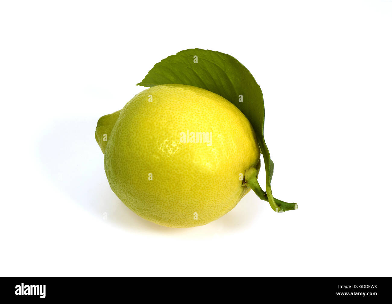 Yellow Lemon, citrus limonum, Fruit against White Background Stock ...