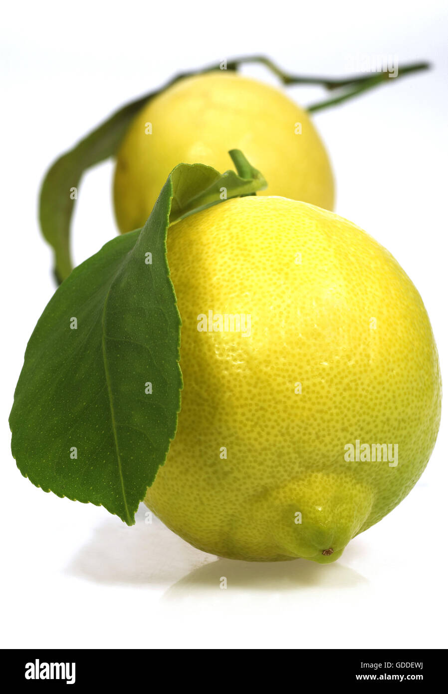 Yellow Lemon, citrus limonum, Fruit against White Background Stock ...