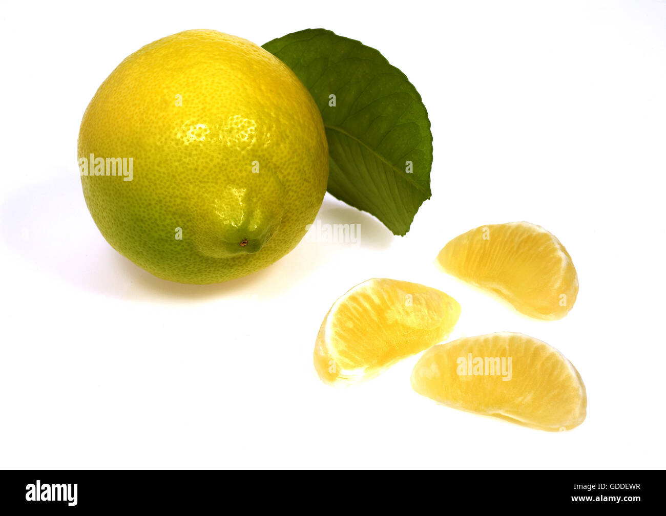 Yellow Lemon, citrus limonum, Fruit against White Background Stock ...