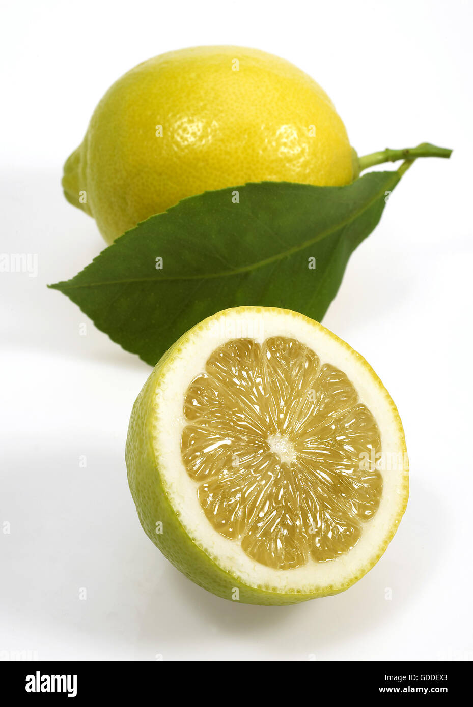 Yellow Lemon, citrus limonum, Fruit against White Background Stock ...