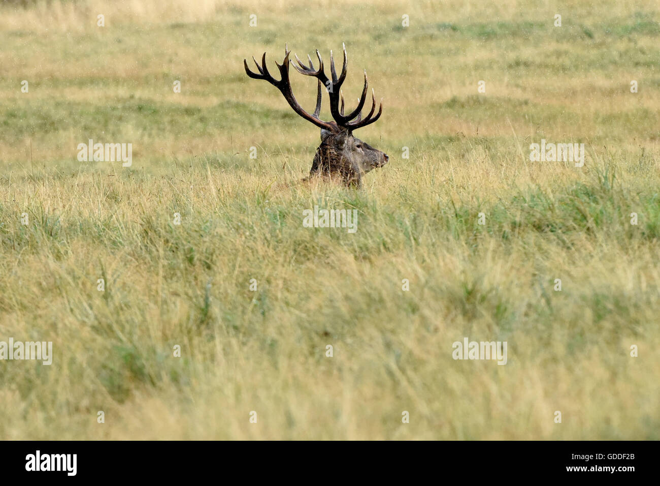 Red deer,rutting season Stock Photo - Alamy
