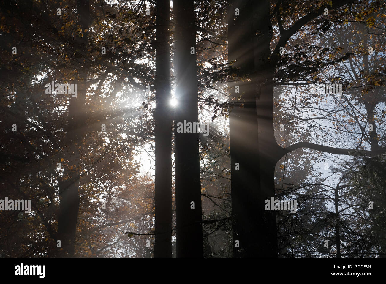 In the Oberwald Stock Photo - Alamy