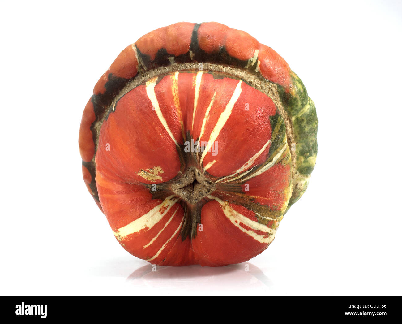 PUMPKIN CALLED GIRAUMON TURBAN TURC cucurbita maxima AGAINST WHITE ...