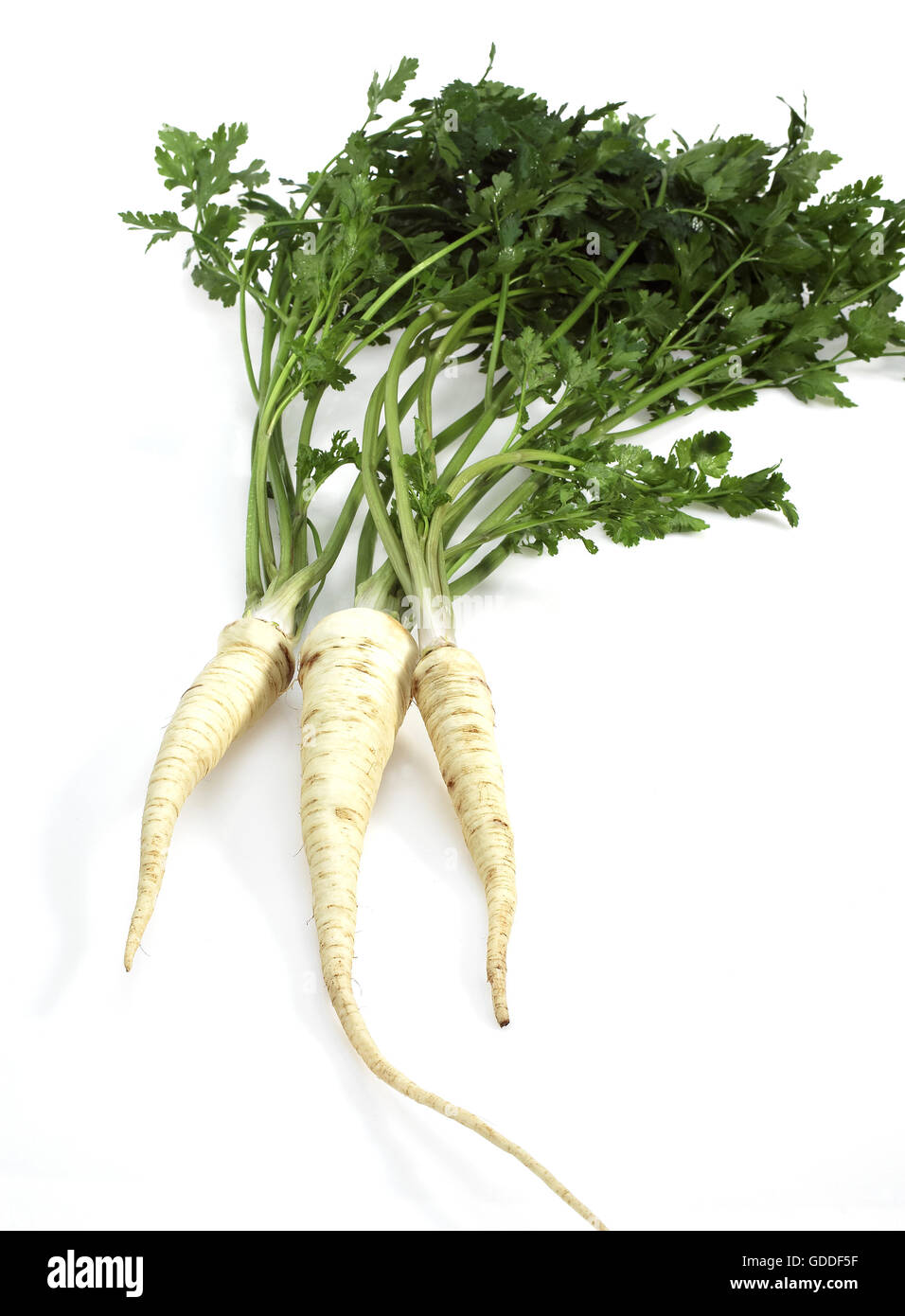Parsley Root, petroselinum crispum, Vegetable against White Background ...