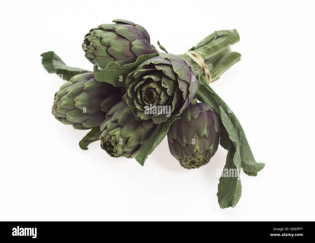 Artichoke, cynara scolymus against White background Stock Photo - Alamy