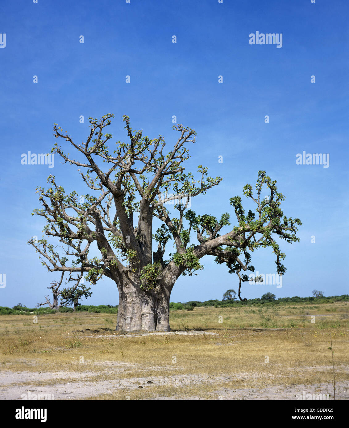 Baobab tree senegal hi-res stock photography and images - Alamy