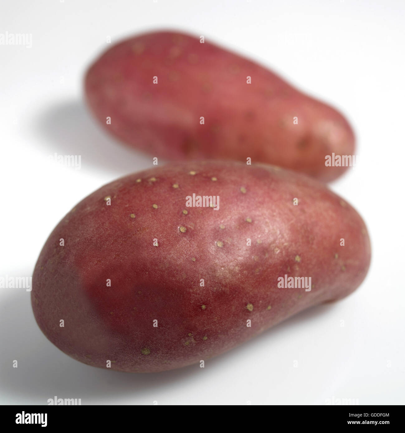 Roseval Potato, Solanum tuberosum, Vegetables against White Background ...