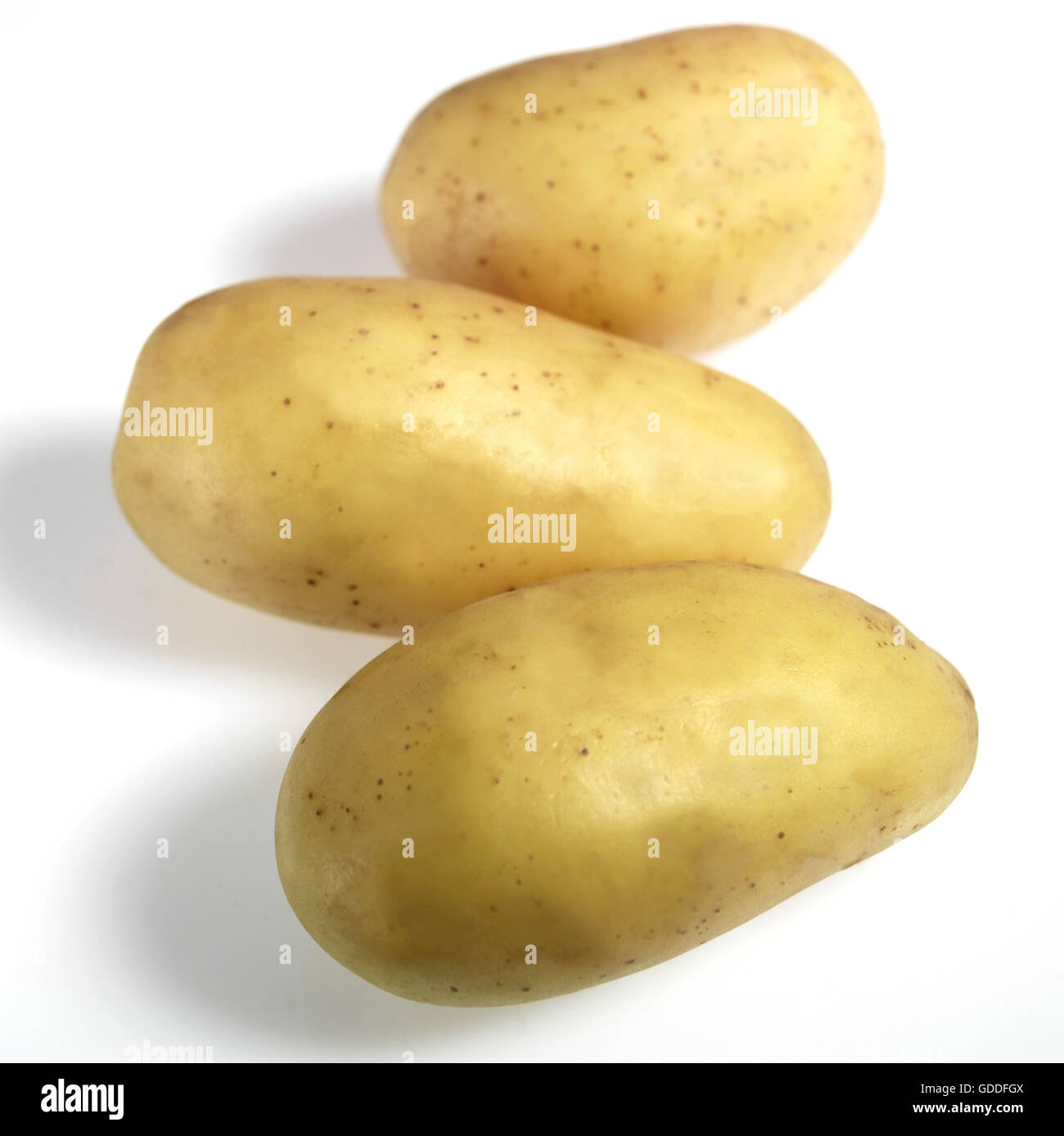 Charlotte Potato, solanum tuberosum, Vegetable against White Background ...