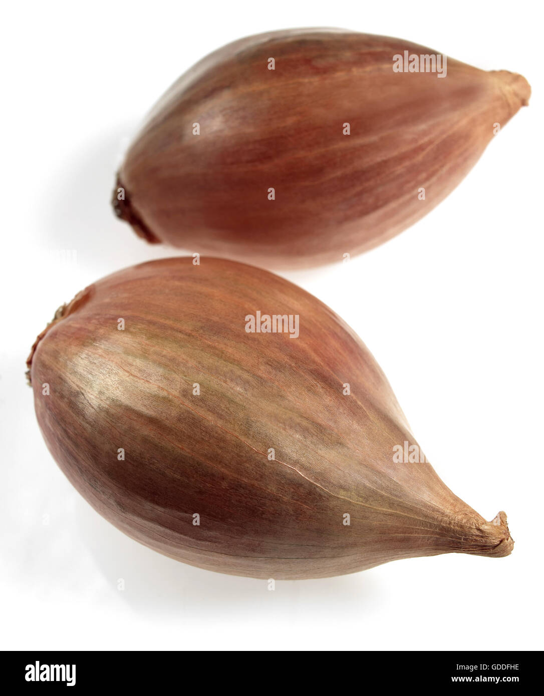 Allium ascalonicum hi-res stock photography and images - Alamy