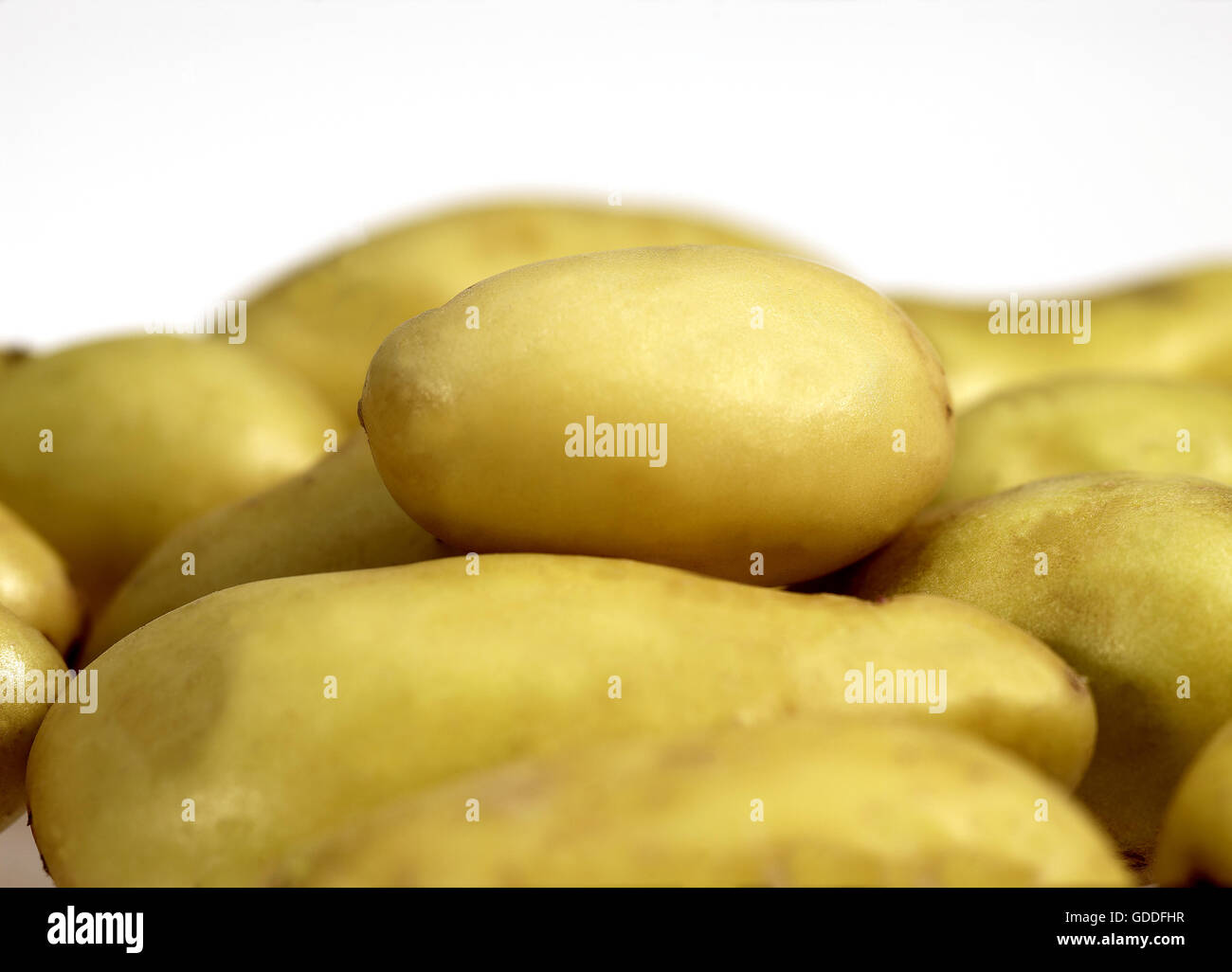 Charlotte Potato, solanum tuberosum, Vegetable against White Background ...