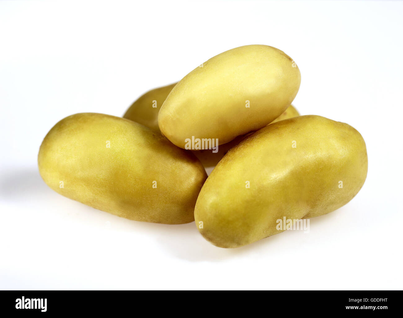 Charlotte Potato, solanum tuberosum, Vegetable against White Background ...